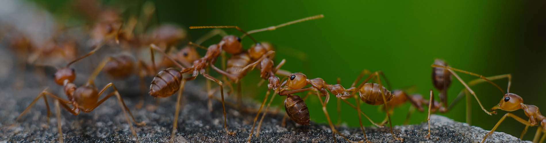Ant Control - Expert Pest Solution
