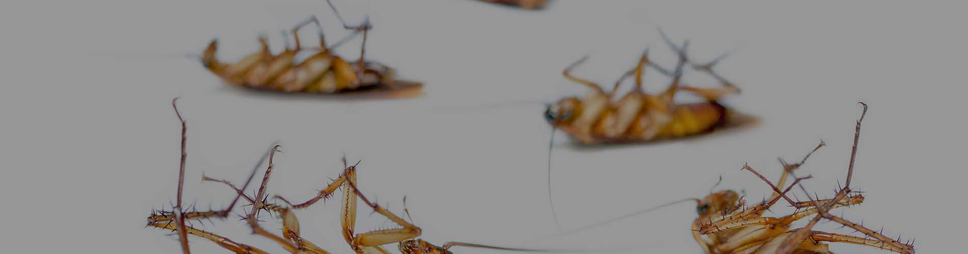Cockroach Control - Expert Pest Solution