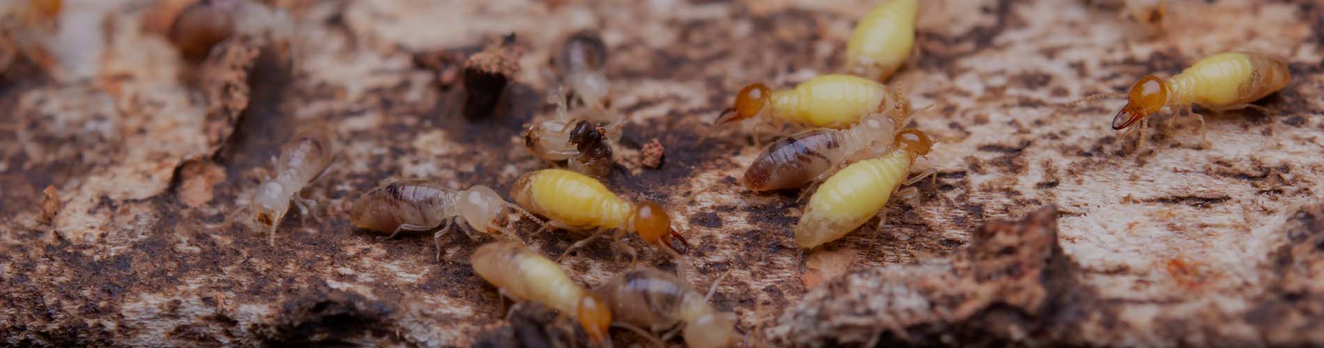 Termite Control - Expert Pest Solution
